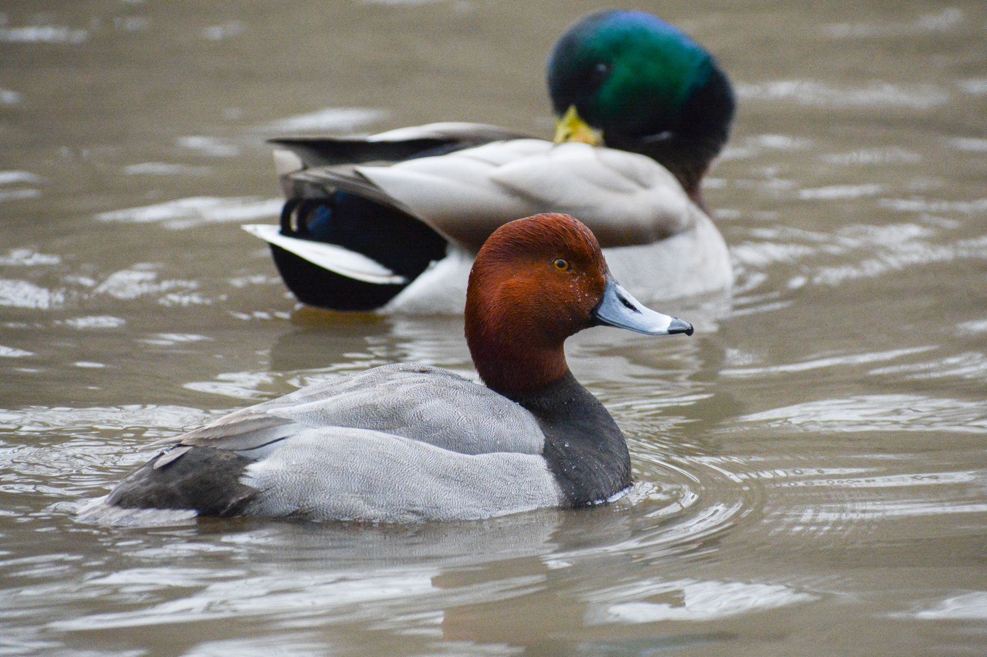 Did NYC's Celebrity Redhead Duck Find Mallard Love?